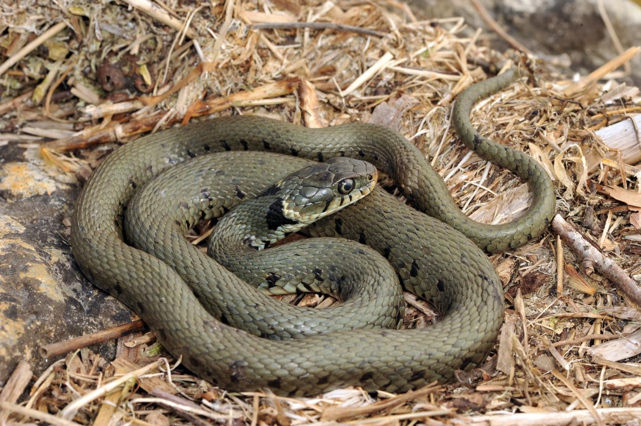 Couleuvre à collier helvétique | info fauna